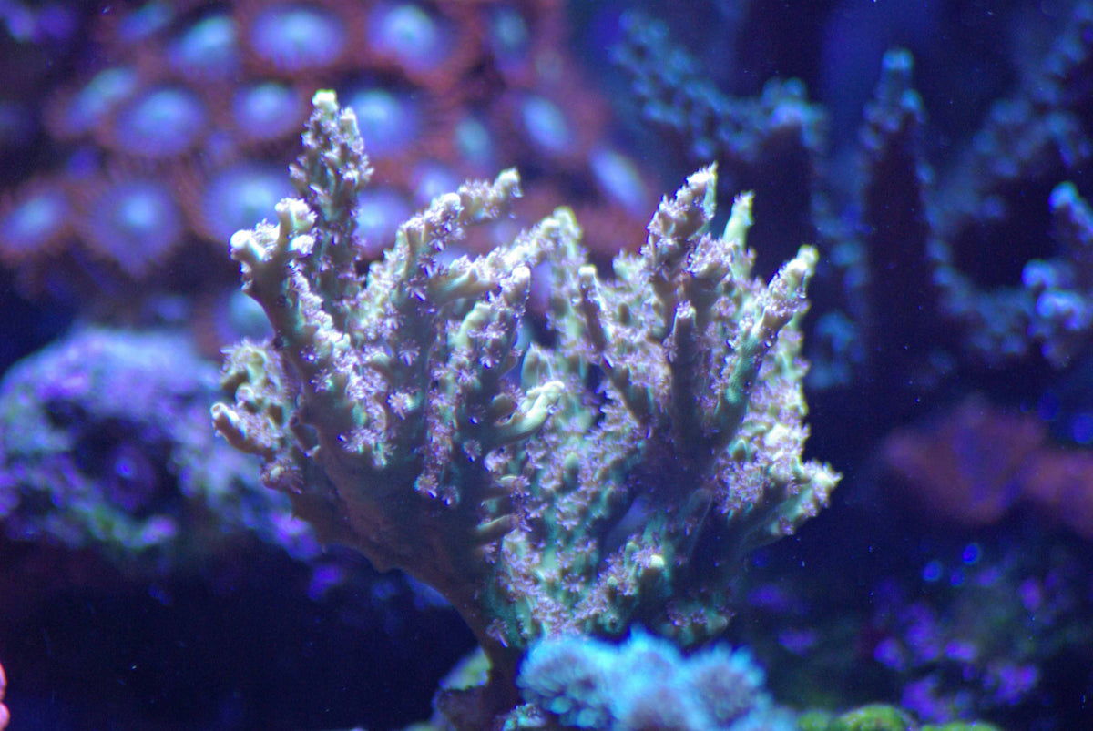 Pink Lemonade Acropora – Coral2you