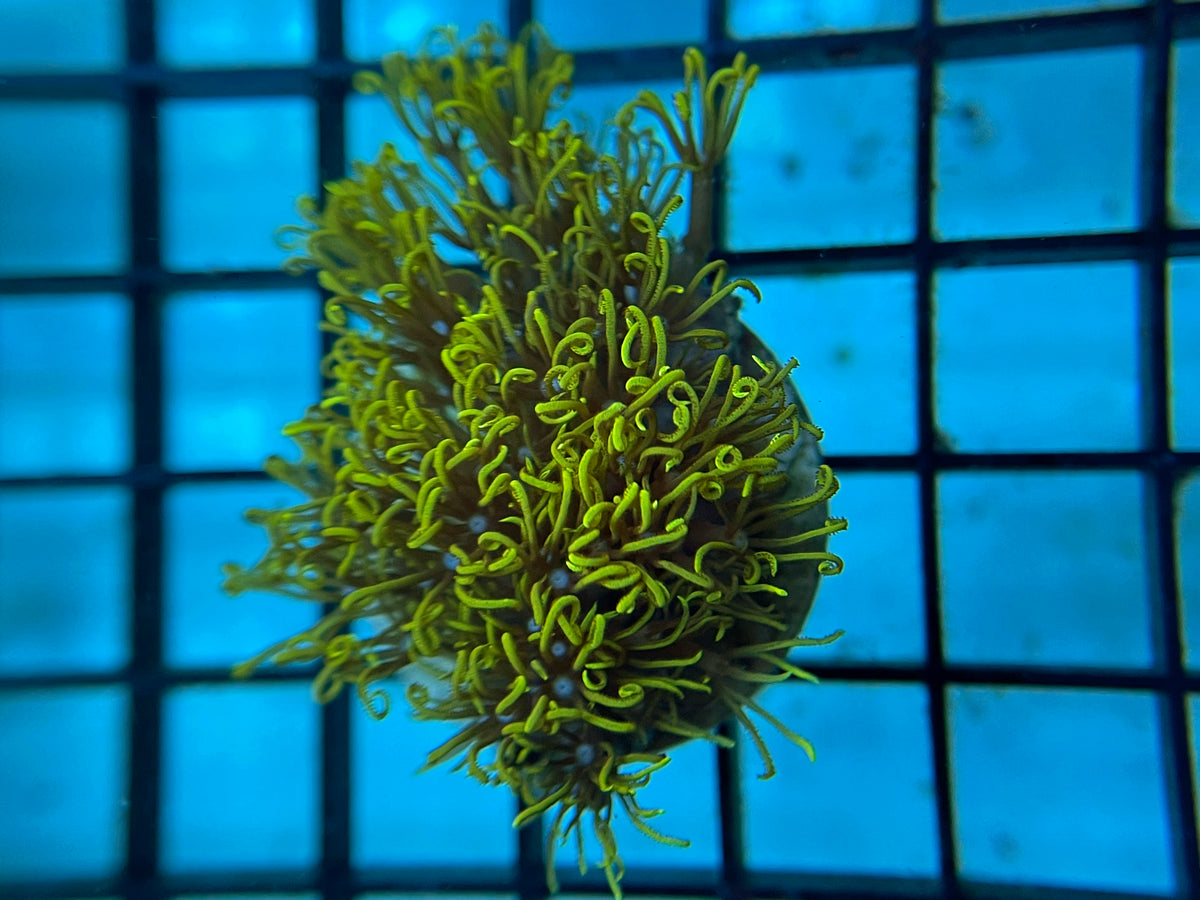 Neon Green Star Polyp GSP – Coral2you