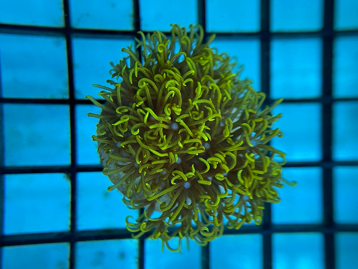 Neon Green Star Polyp GSP – Coral2you