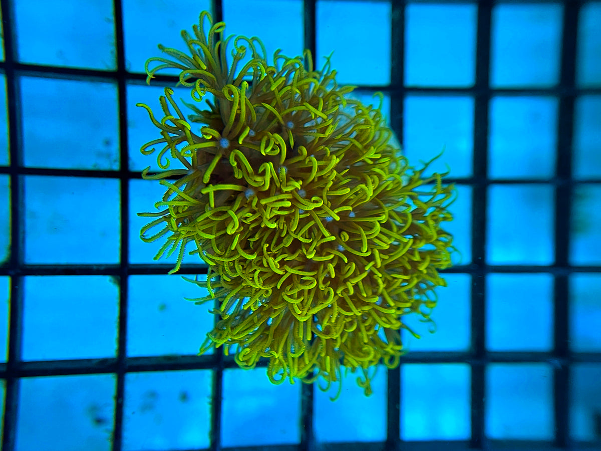 Neon Green Star Polyp GSP – Coral2you