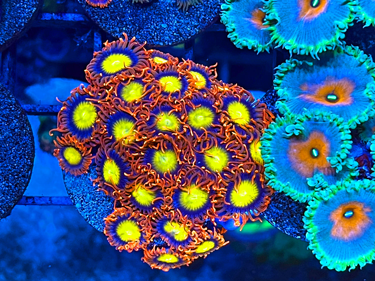 Orange Oxide Zoanthids – Coral2you