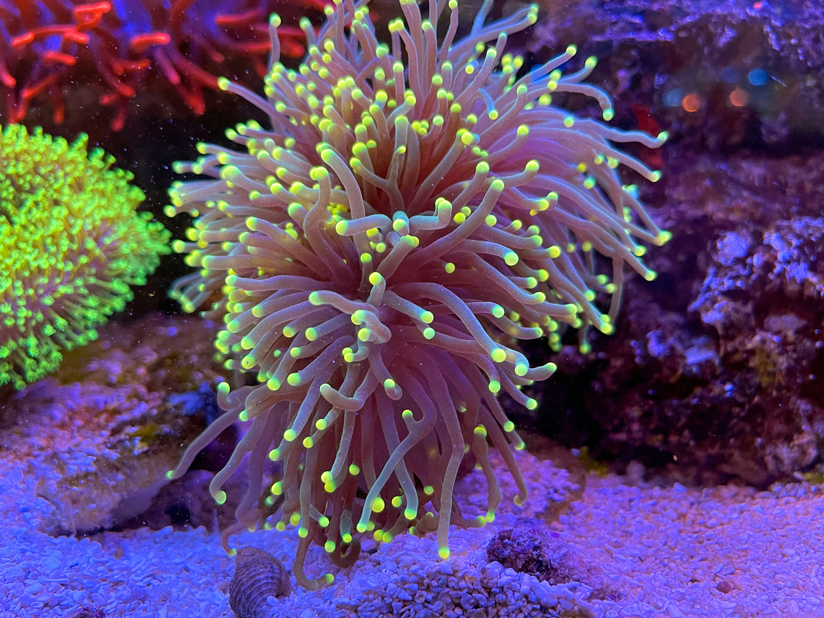 C2Y Mellow Yellow Torch – Coral2you