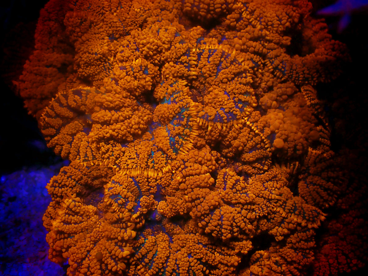 Superman Rhodactis Bounce Mushroom – Coral2you