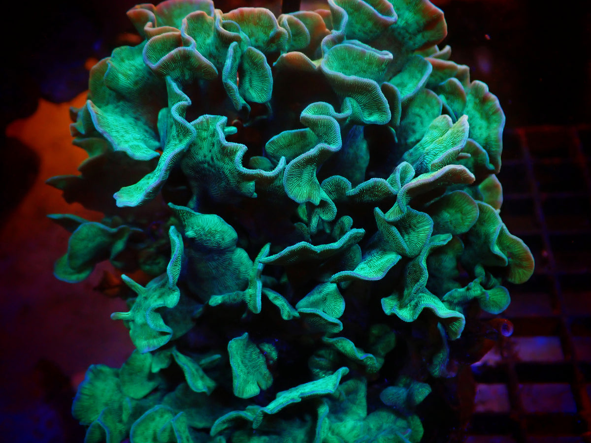 Mint Green Pavona – Coral2you