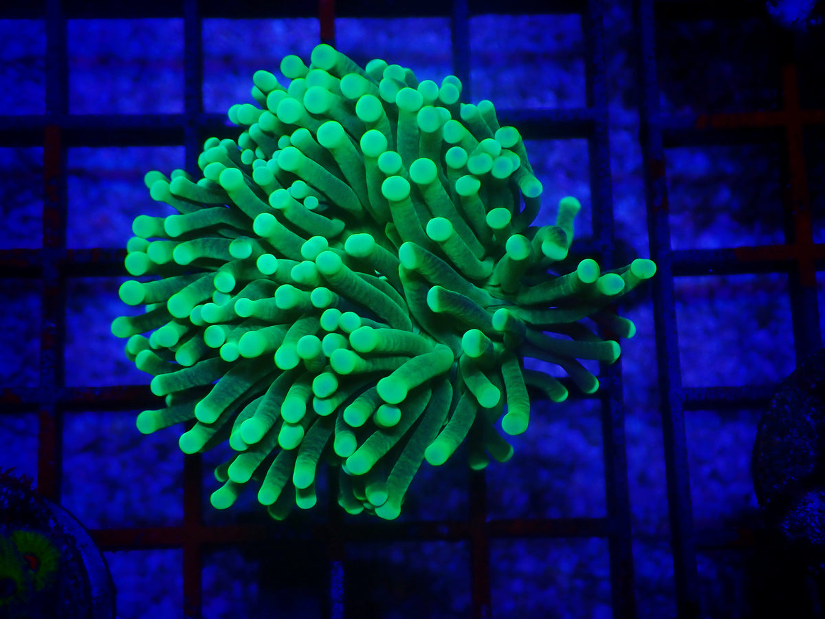 Hulk Torch – Coral2you