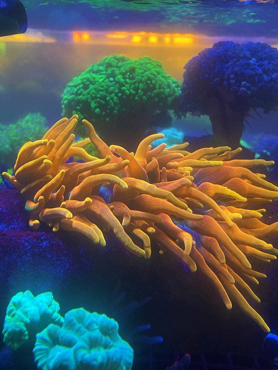 Colorado Sunburst Anemone CSB – Coral2you