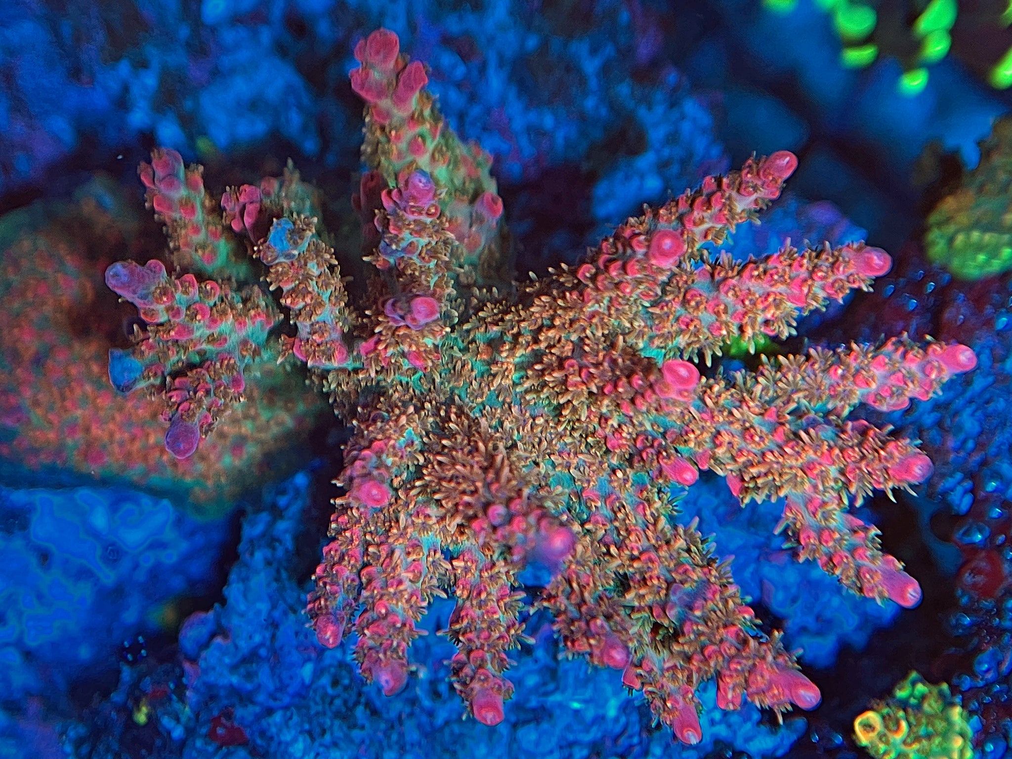 Vivid Confetti Acropora – Coral2you